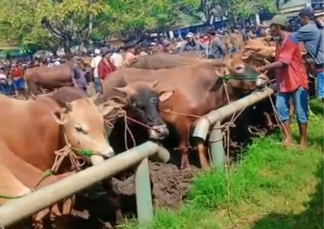 PPSDS Jatim Soroti Krisis Sapi Kurban, Sebut Jawa Timur Darurat Pasokan